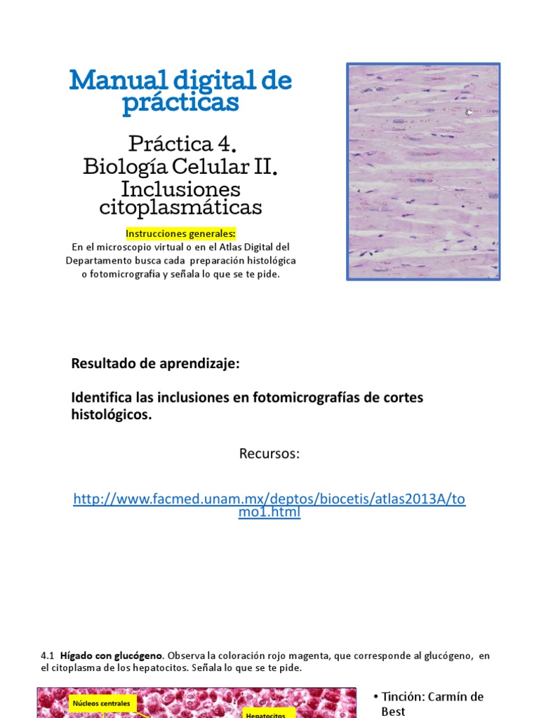 Práctica 4. Inclusiones Citoplasmáticas | PDF | Tinción | Biología Celular)