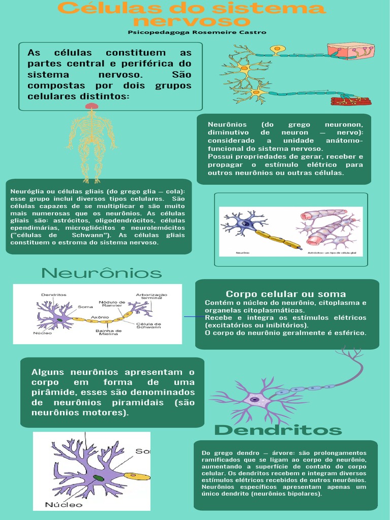 Infográfico Neurônios | PDF | Neurônio | Dendrito