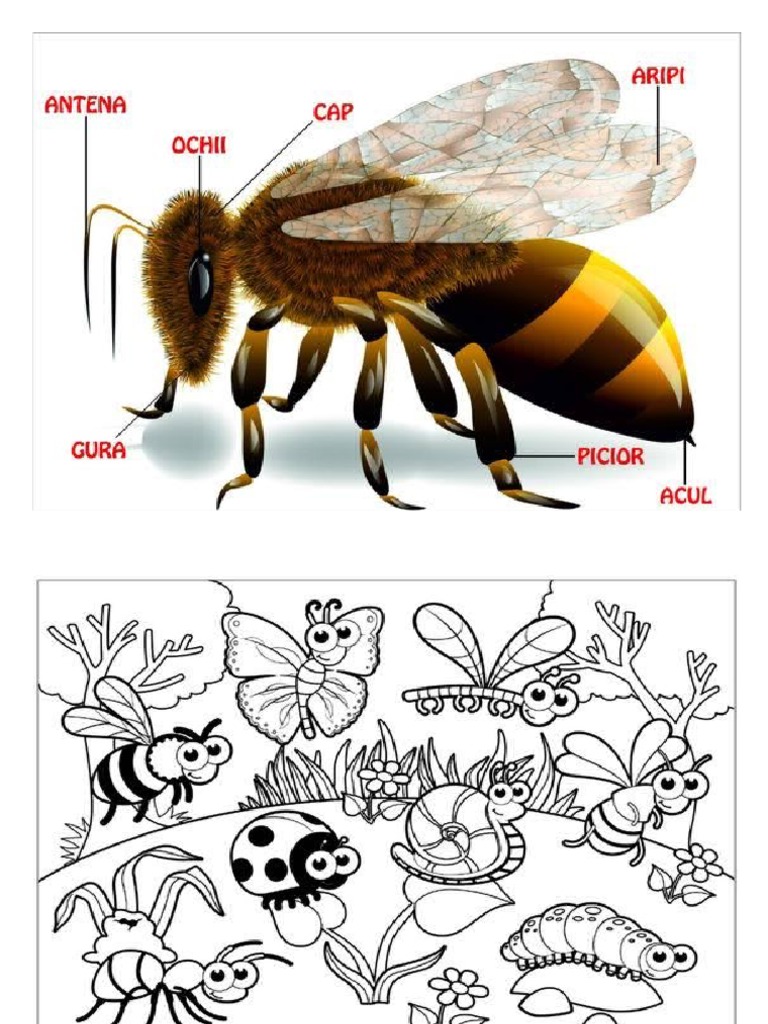 Insecte Planse | PDF