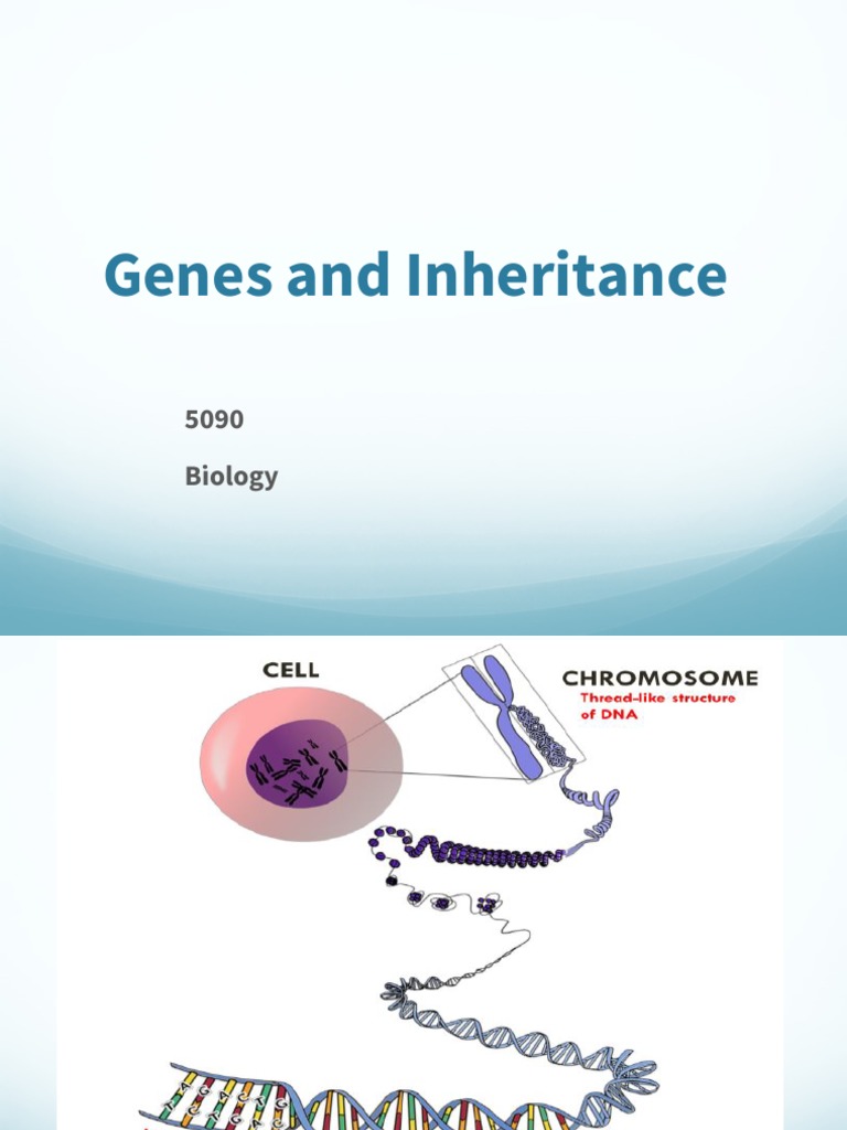Genes and Inheritance: 5090 Biology | PDF | Dominance (Genetics) | Allele