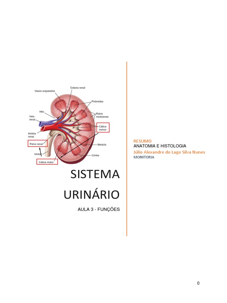 Sistema Urinário | PDF