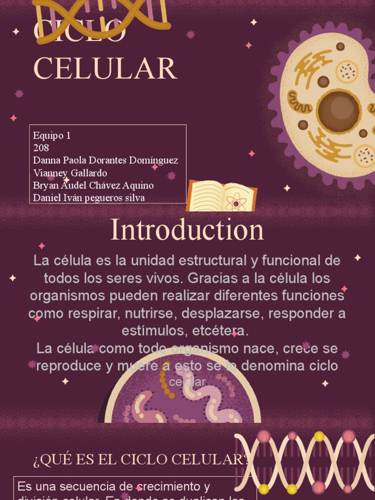 Fases Celulares | PDF | Mitosis | Biología Celular)