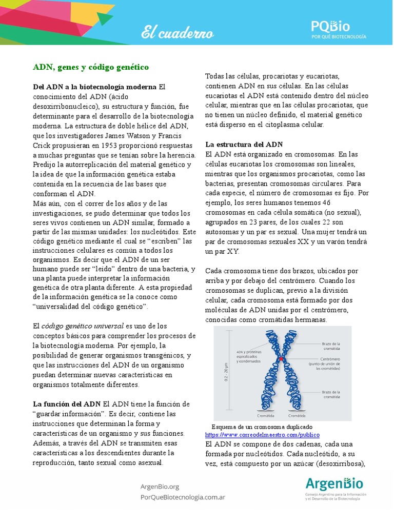 Actividad ADN y PROTEINAS | PDF | Adn | Traducción (biología)