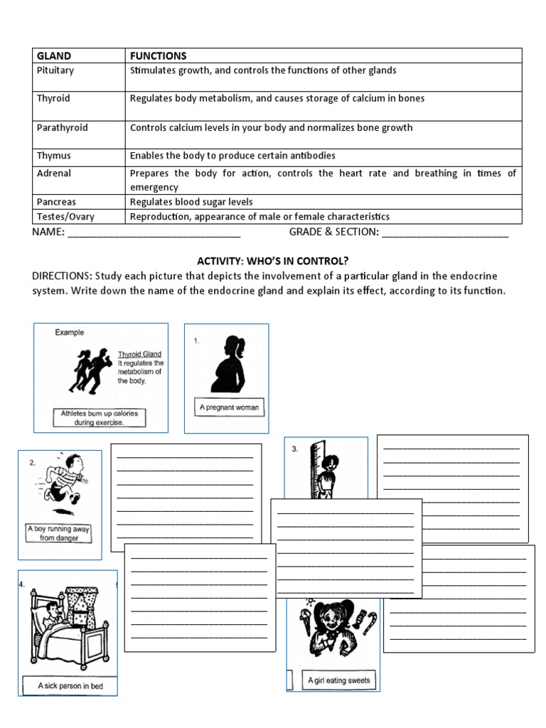 Endocrine System Activity Q3 Whos in Control | PDF | Endocrine System ...