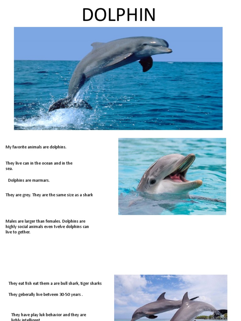 Dolphins: Amazing Ocean Mammals | PDF