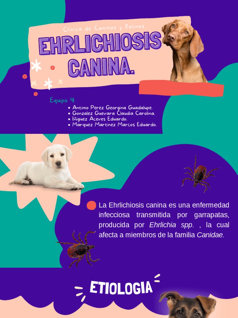 Ehrlichiosis Canina. | PDF
