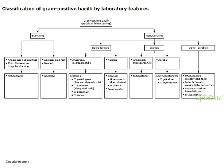 Approach To Gram Positive Bacilli | PDF