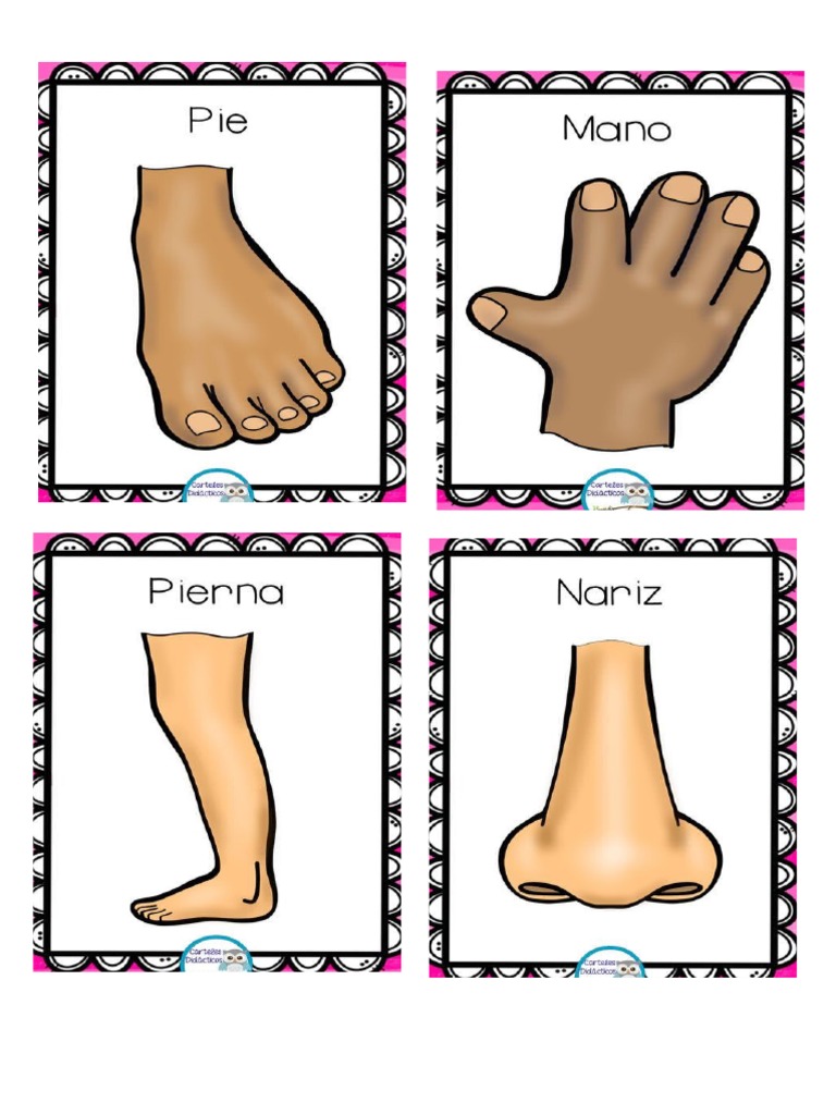 Partes Del Cuerpo Imprimir | PDF