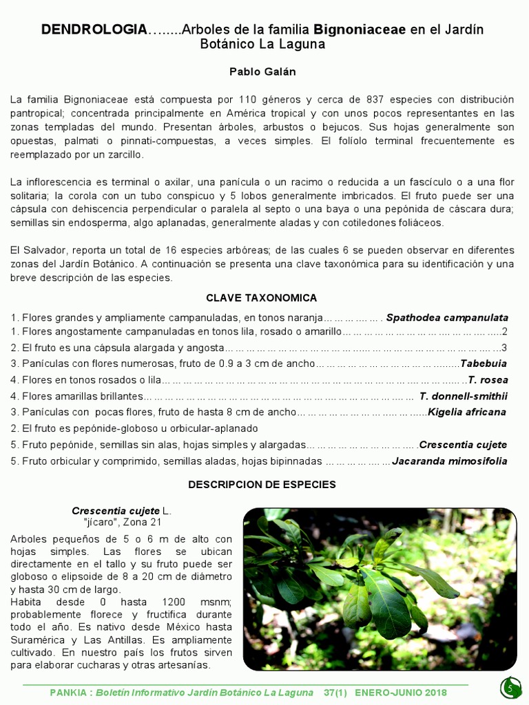 DENDROLOGIA... FAMILIA BIGNONIACEAE JBLLpub | PDF | Plantas | Botánica