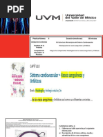 Signo de Homans | PDF | Anatomía del miembro inferior | Extremidades ...
