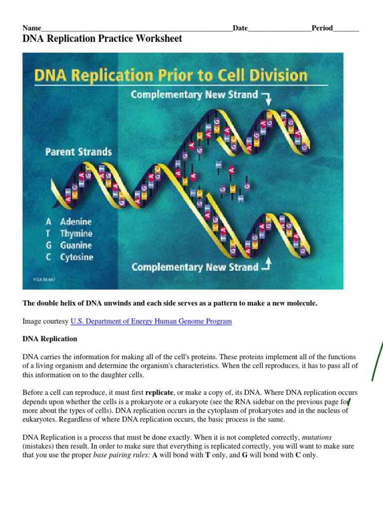 DNA Replication Practice Worksheet | PDF | Dna Replication | Cell (Biology)