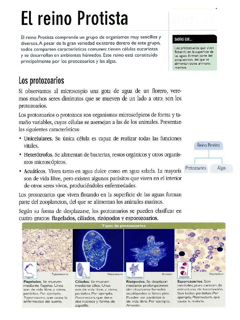 Reino Protista | PDF