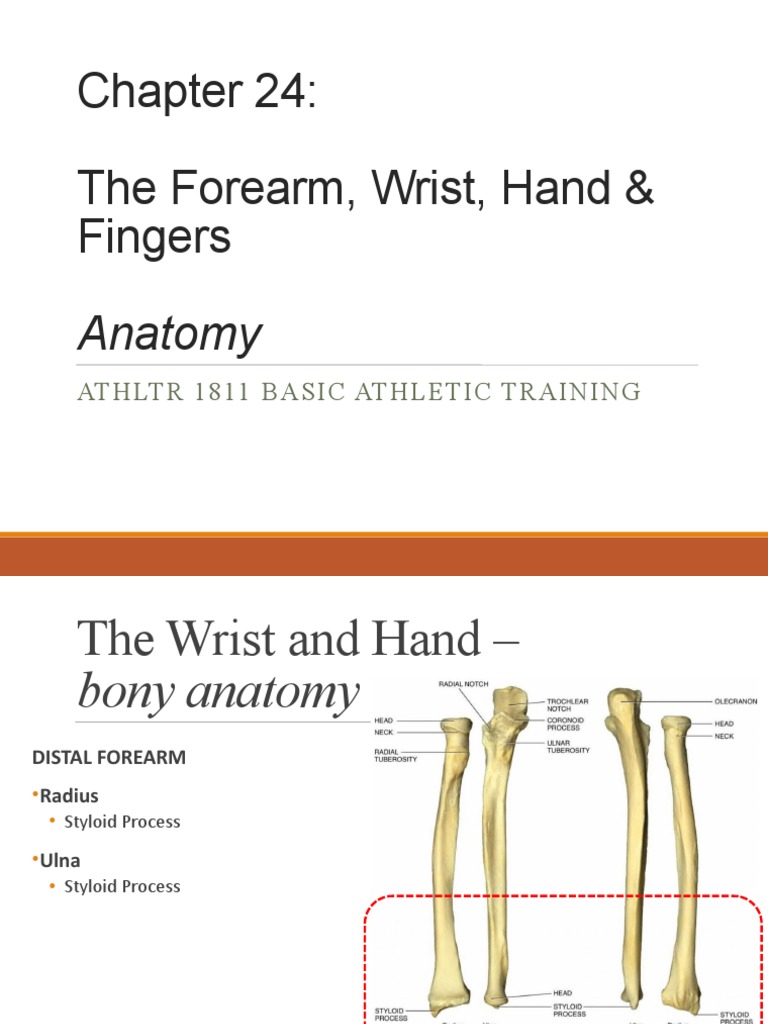 Chapter 24 The Forearm Wrist Hand and Fingers (Anatomy & Injury ...