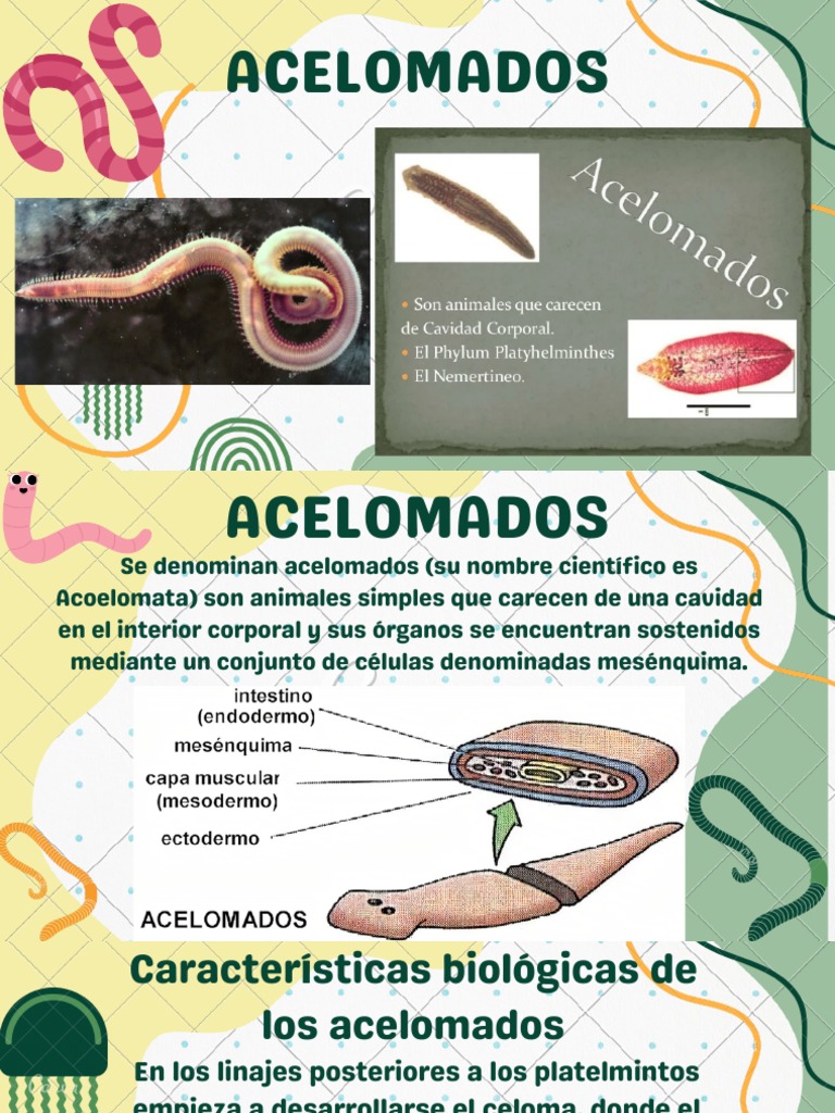 Acelomados Zoologia de Invertebrados | PDF | Organismos | Biología