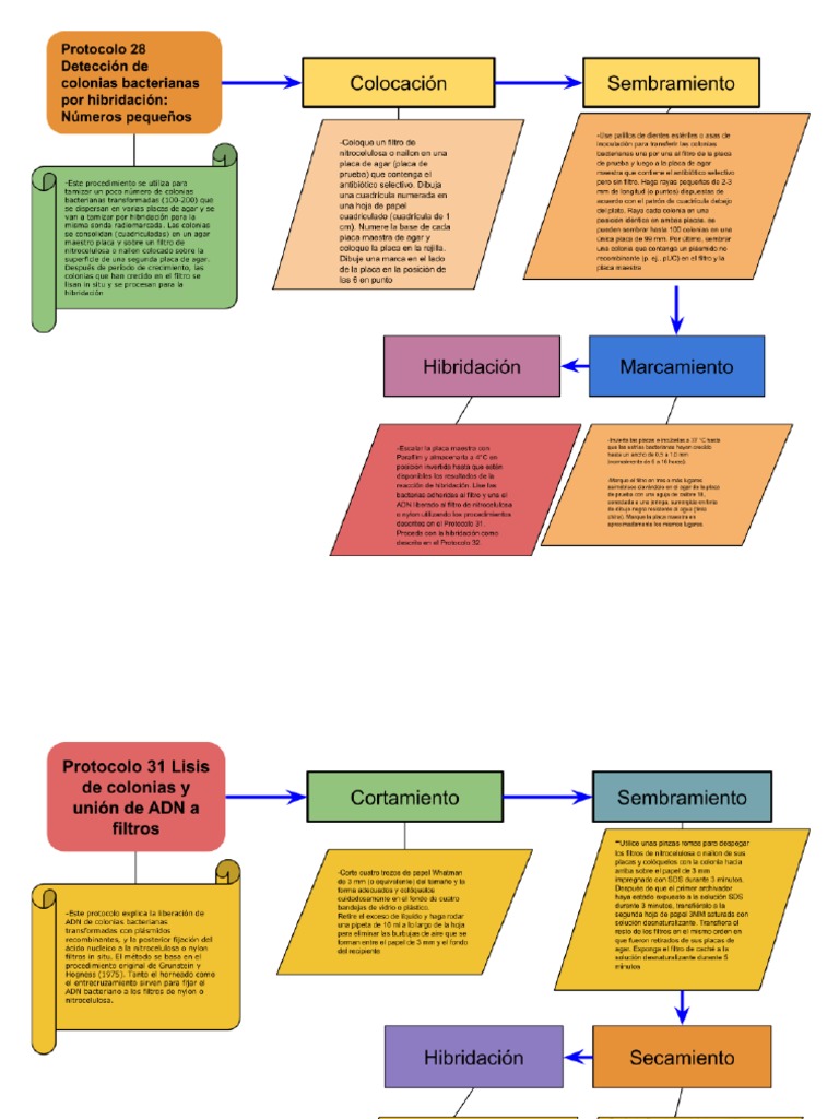 Reseña Hibridacion-Ruiz Carrillo Kevin Jesus LBG | PDF | Hibridación de ácido nucleico | Adn