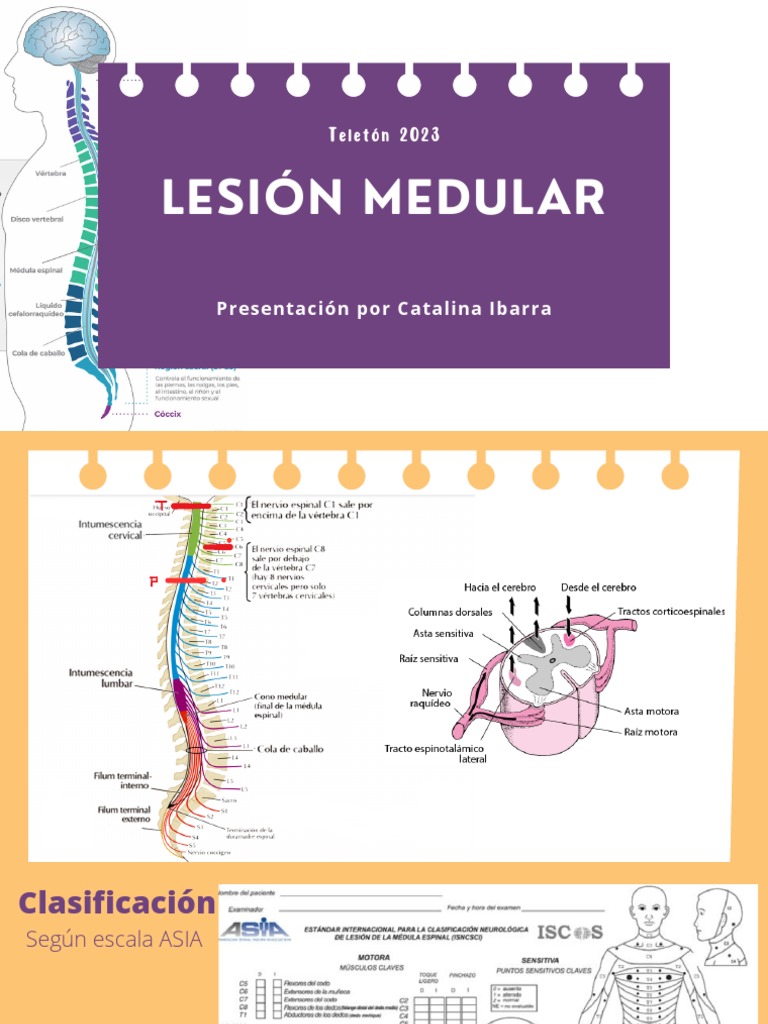 Lesión Medular | PDF | Médula espinal | Lesión de la médula espinal