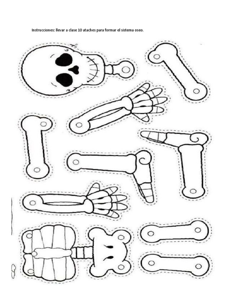 Sistema Oseo y Muscular | PDF