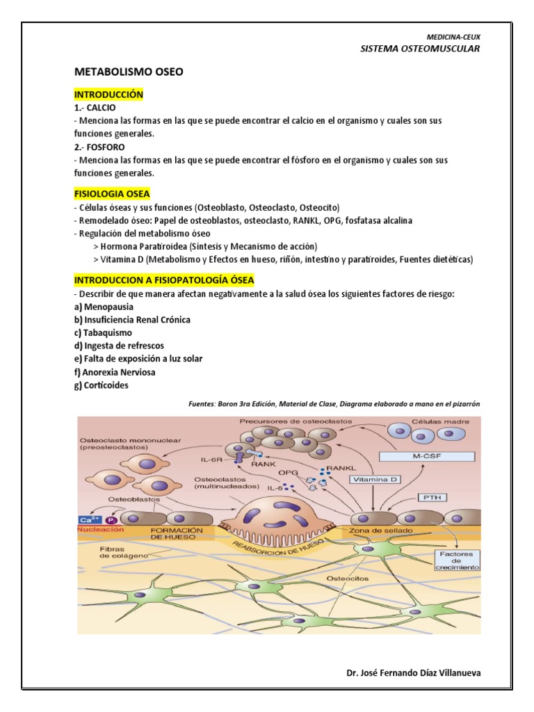 Metabolismo Oseo | PDF | Relaciones personales, crianza y desarrollo personal | Salud y bienestar