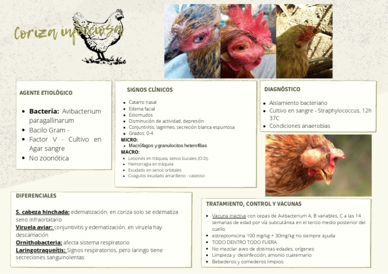 Coriza Infecciosa en Aves: Síntomas y Tratamiento | PDF | Enfermedades ...
