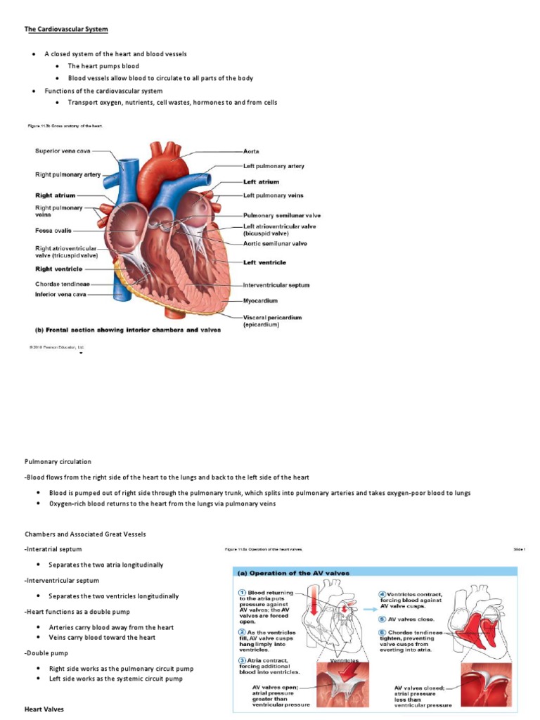 Overview of the Cardiovascular System | PDF | Respiratory Tract | Heart ...
