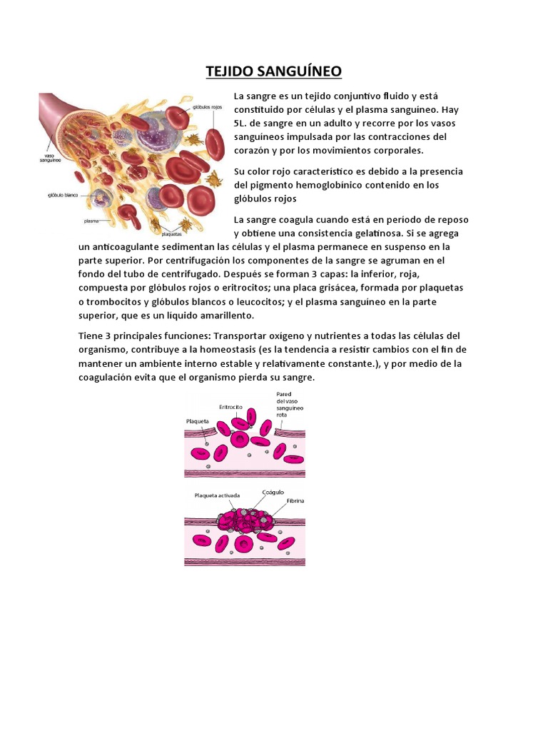 Tejido Sanguíneo | PDF