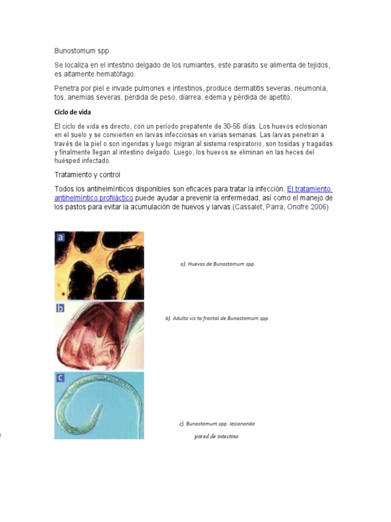 Ciclo Biológico de Bunostomum spp. | PDF | Biología | Medicina CLINICA