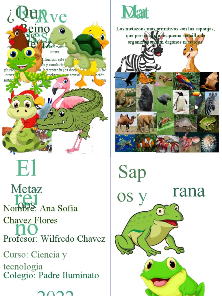 El Reino Metazoos | PDF