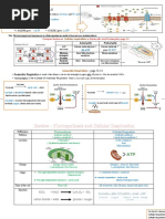 Endocrine System Worksheet | PDF | Endocrine System | Hormone