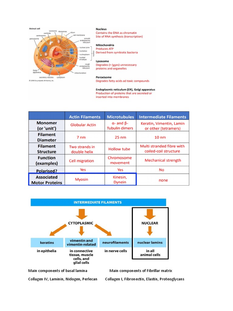 Neuroscience and Cell Bio Cheat Sheet | PDF | Neuron | Cell (Biology)
