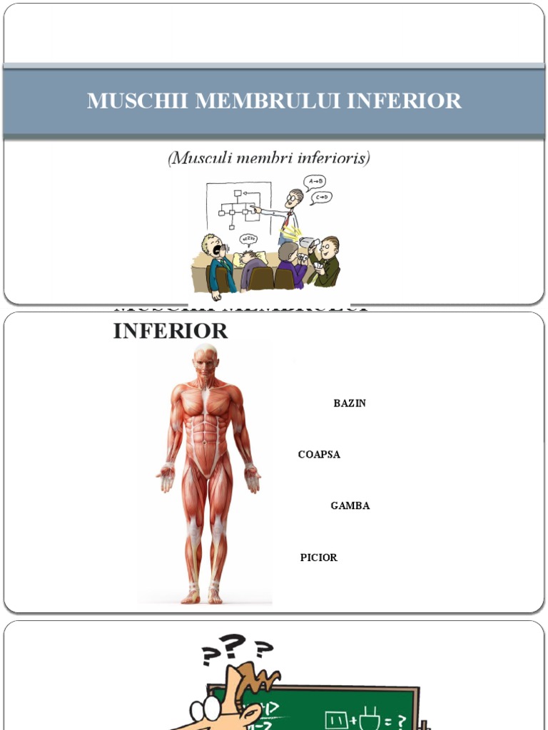Muschi Ai Coapsei | PDF