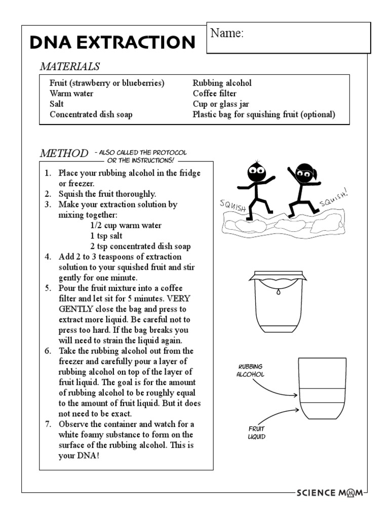 DNA Worksheets-1 | PDF | Dna | Nucleotides