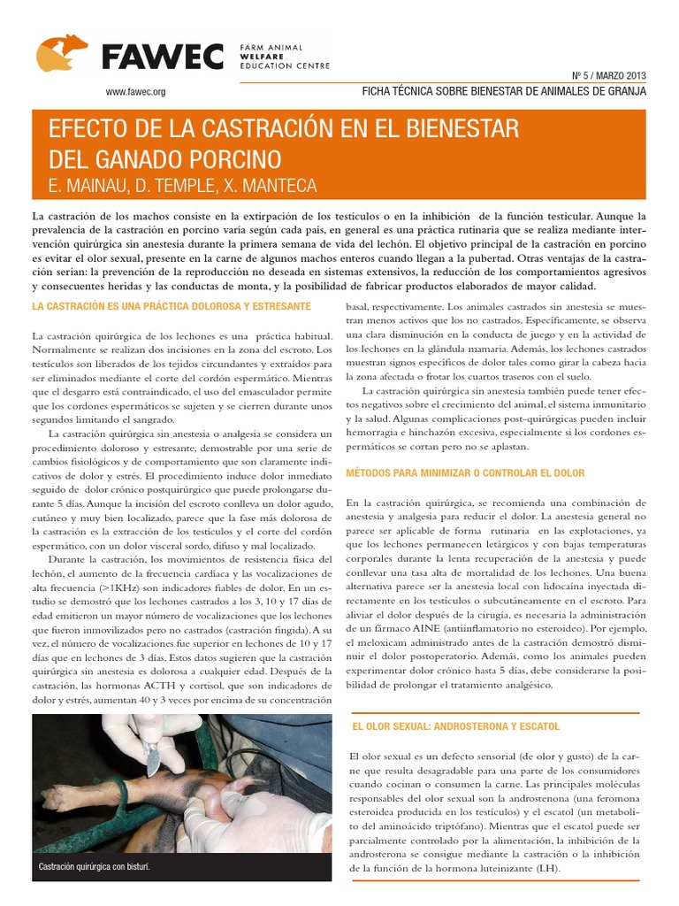 Impacto de Castración en Cerdos | PDF | Medicina | Medicina CLINICA