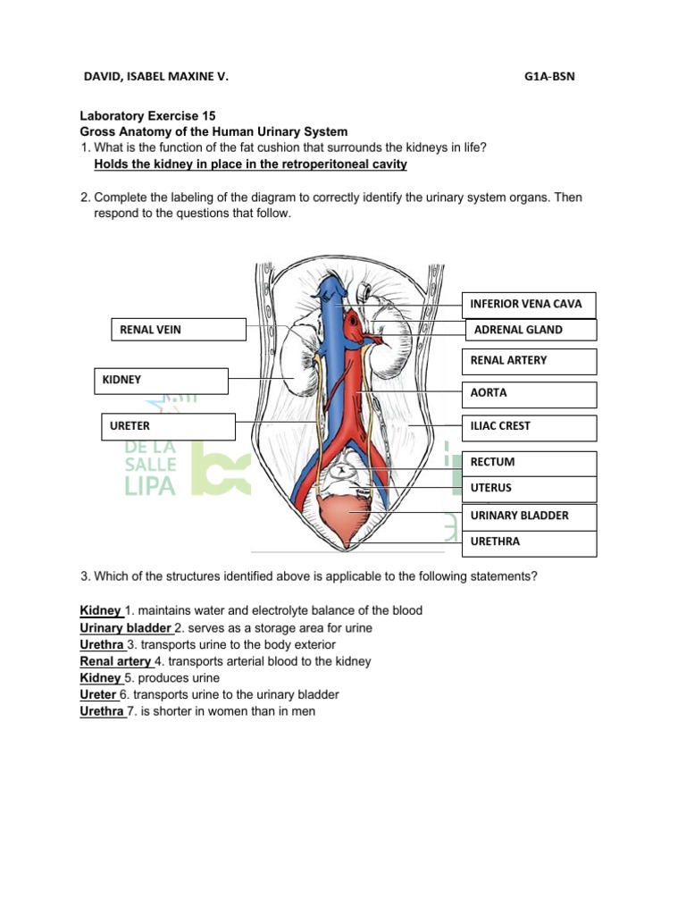 Laboratory 15 | PDF | Kidney | Urine