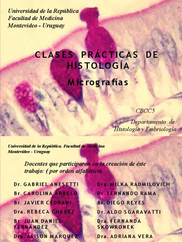 Microfotografía BCC5 | PDF
