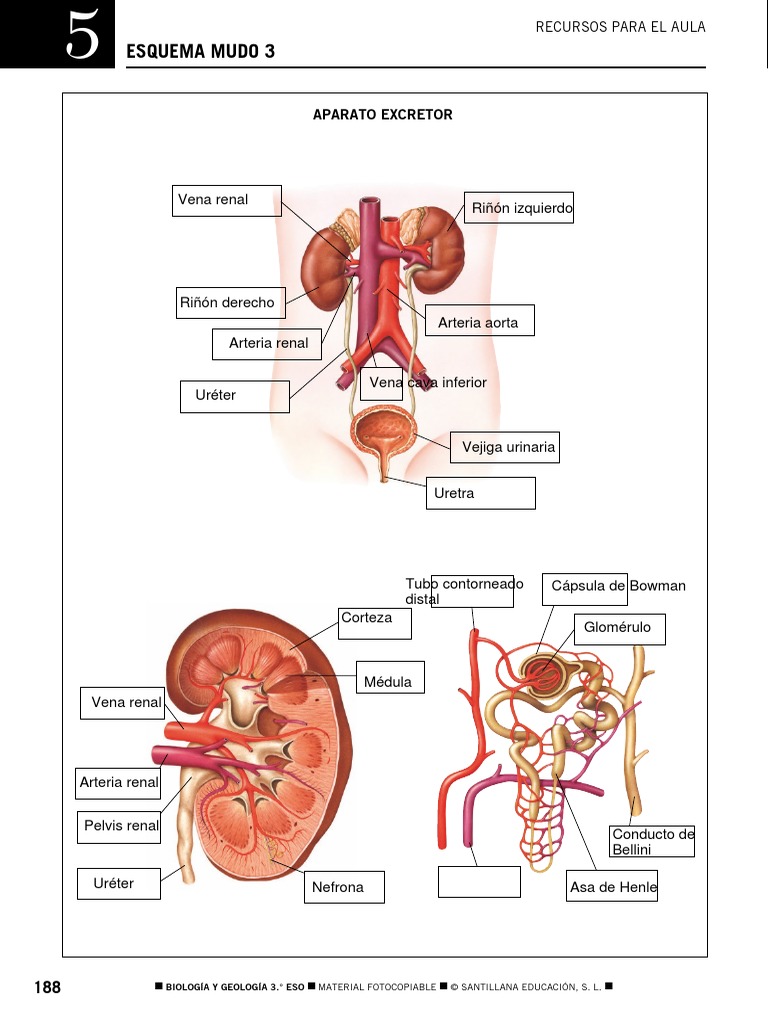 Esquema Mudo 3: Aparato Excretor | PDF