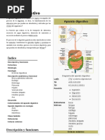 Visceras del Cuerpo Humano: Anatomía y Función | PDF | Sistema ...