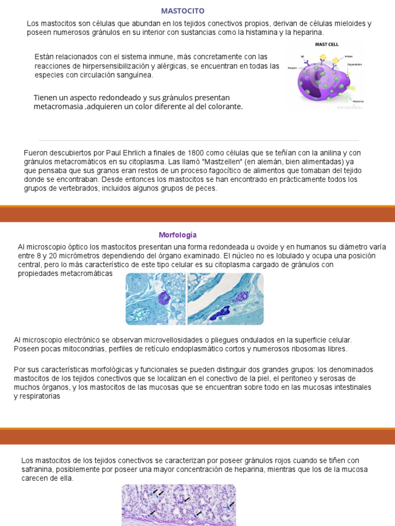 Mastocitos | PDF | Sistema inmune | Hematopoyesis