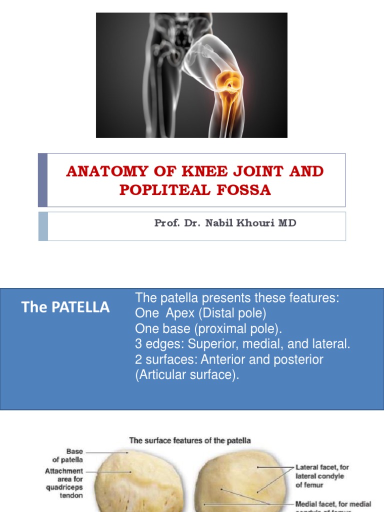 Anatomy of Knee Joint and Popliteal Fossa: Prof. Dr. Nabil Khouri MD ...