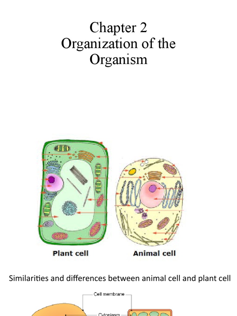 Chapter 2 Form 3 Igcse-1 | PDF | Cell (Biology) | Tissue (Biology)