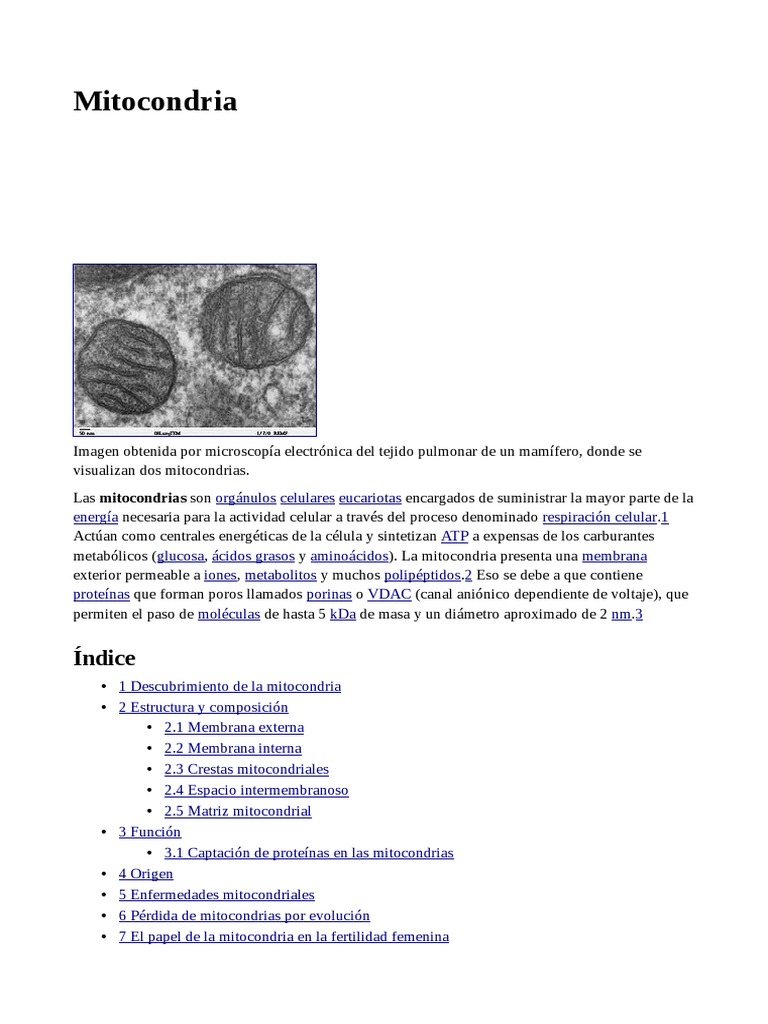 Mitoc. energía cél | PDF | Mitocondria | Bioquímica