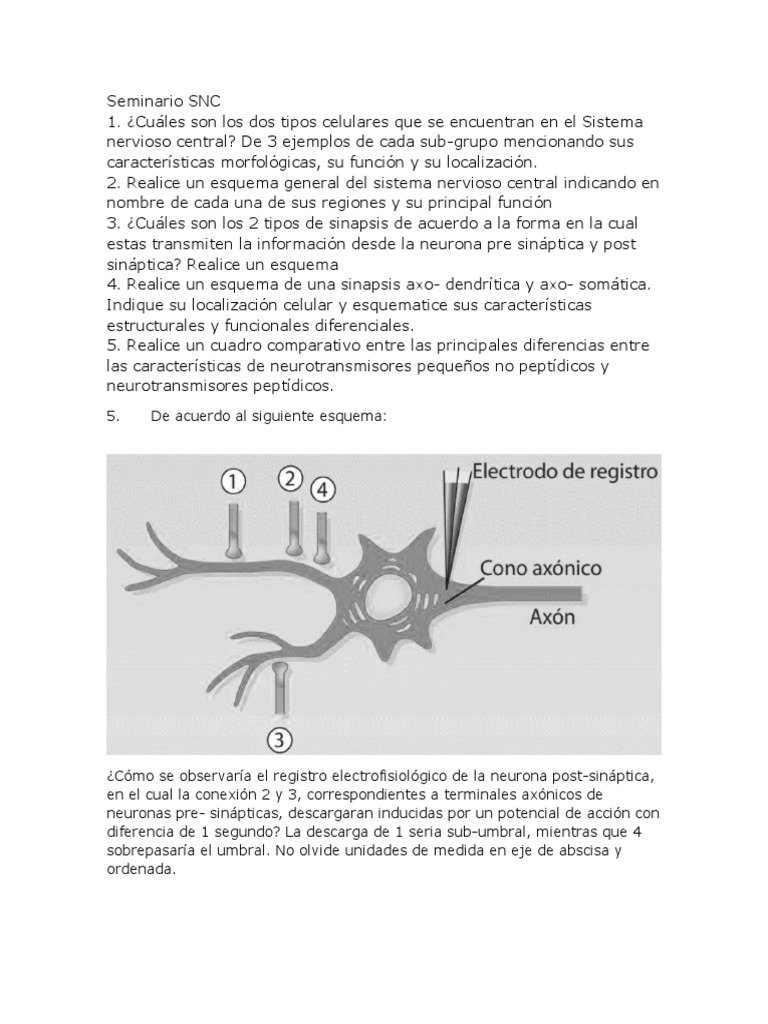Seminario SNC SNP Sna BQ 2023 | PDF | Sinapsis | Sistema nervioso