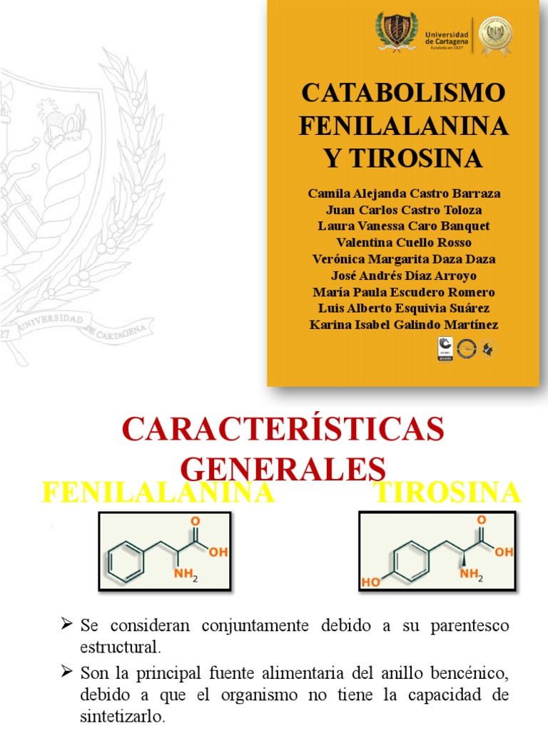 Catabolismo Fenilalanina y Tirosina | PDF | Tirosina | Metabolismo
