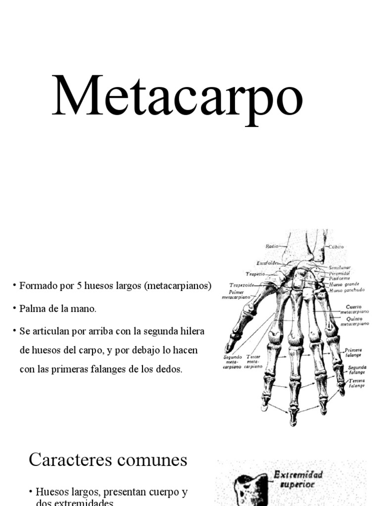 Metacarpo (Huesos de La Mano) | PDF
