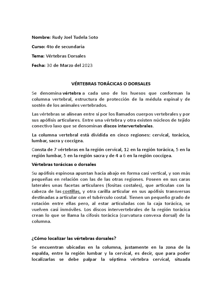 Vértebras Torácicas o Dorsales | PDF | Vértebra | La columna vertebral