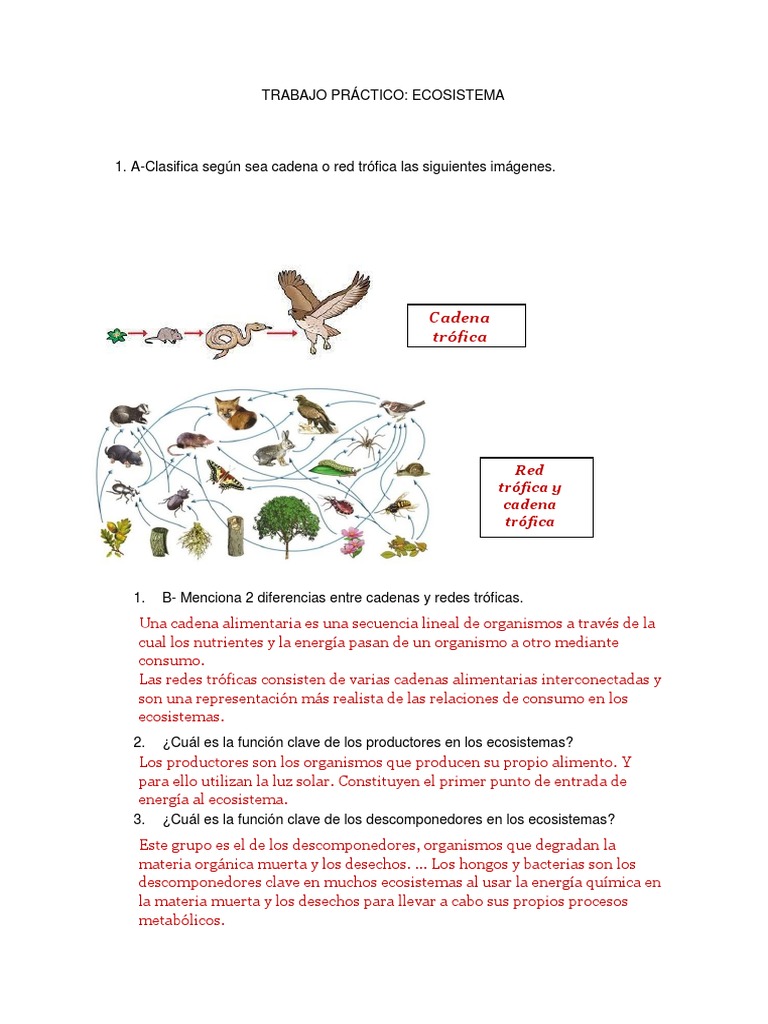 Red Trófica y Cadena Trófica | PDF | Red alimentaria | Ecosistema