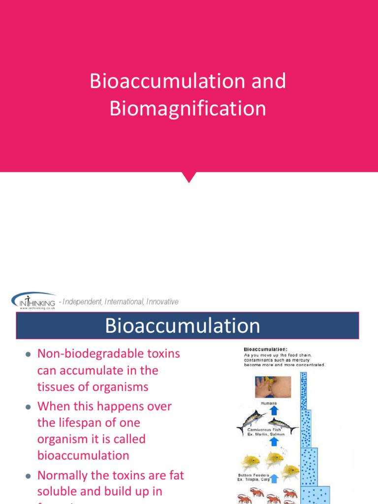 6 Bioaccumulation and Biomagnification | PDF