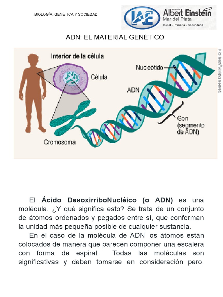 Material Genético Módulo 1 | PDF | Adn | Genética