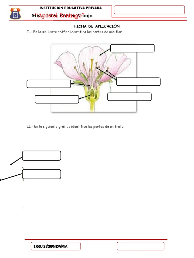 Identificación de Partes de Flor y Fruto | PDF