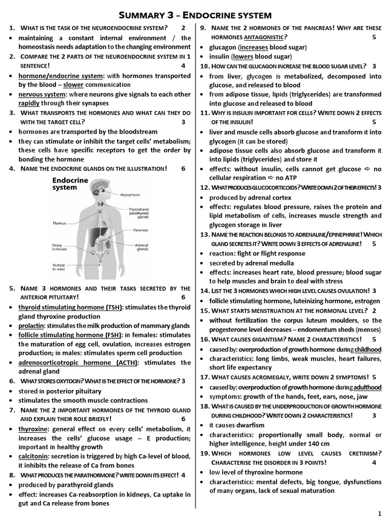 Summary 3 - Endocrine system | PDF