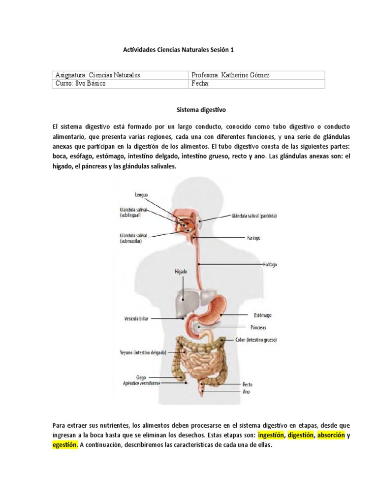 8° Básico Ciencias Naturales Sistema Digestivo | PDF | Sistema ...